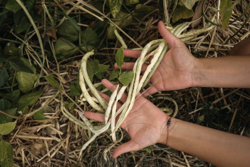 Agrobiodiversity management - PLANET4B Project - Better decisions for ...